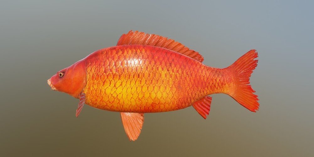 レッドカープ - 魚種 - Russian Fishing 4