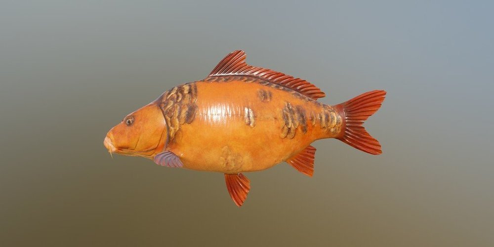 レッドミラーカープ - 魚種 - Russian Fishing 4