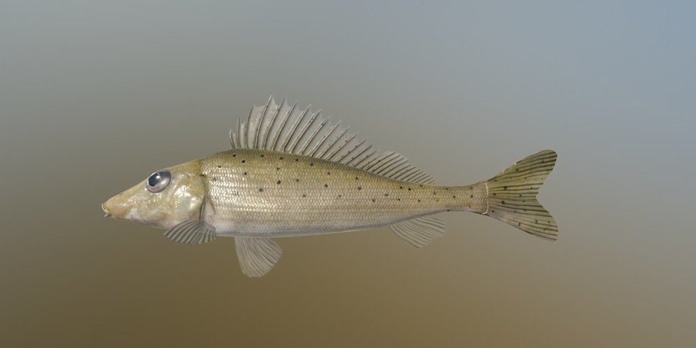 ドネツラフ - 魚種 - Russian Fishing 4